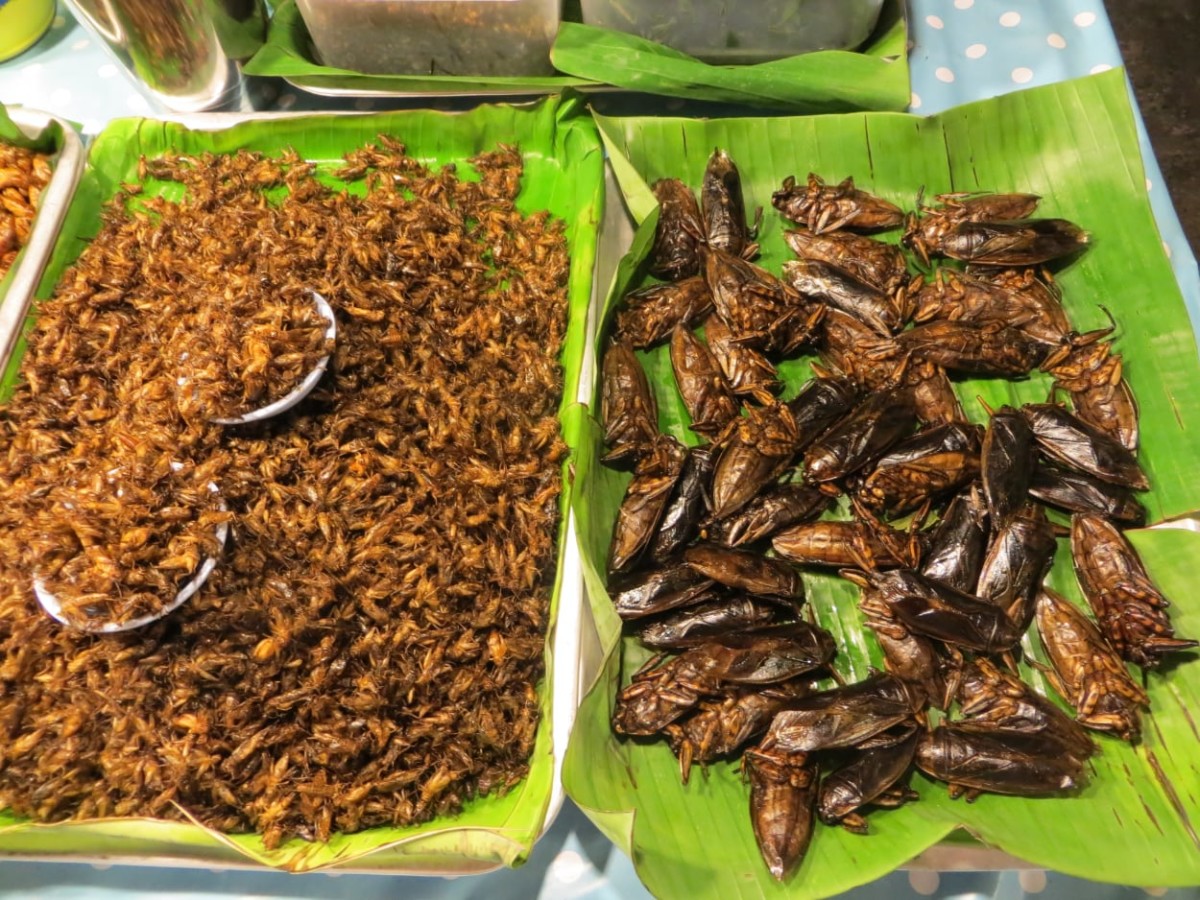 Why you should start eating more insects - Fit Futures