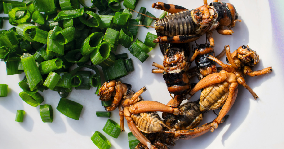 Why you should start eating more insects - Fit Futures Academy